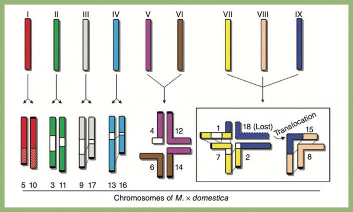 The Apple and the Rose - Apples and People