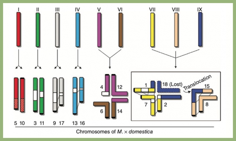 The Apple and the Rose - Apples and People