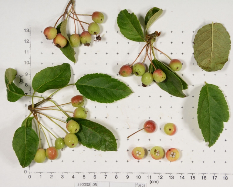 Pacific Crabapple - Apples and People