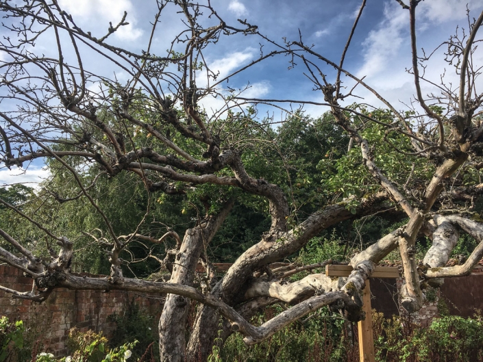 Bramley’s Seedling - Apples and People