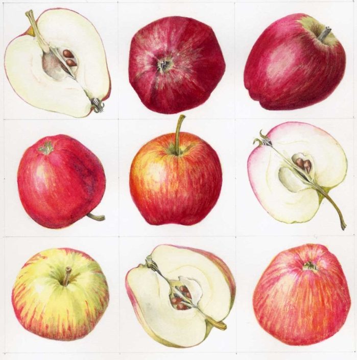 Avalon: The Isle of Apples - Apples and People