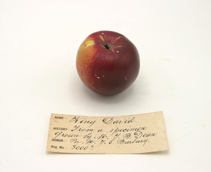 Imitation Apples - Apples and People