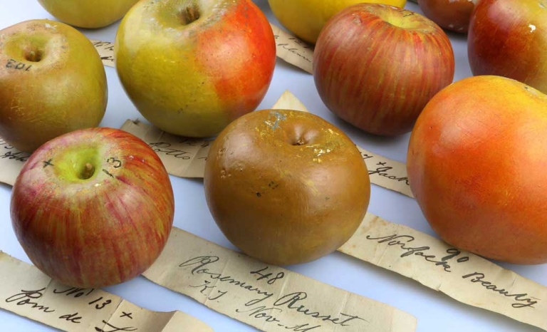 A Variety of Cultures - Apples and People